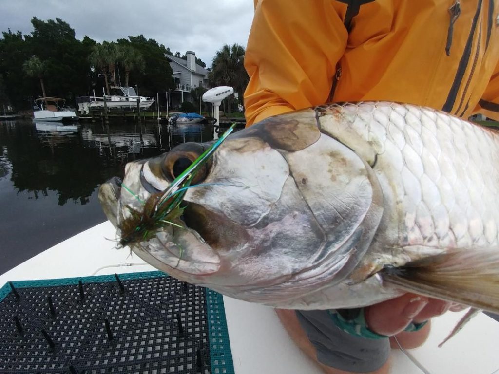 Crystal River Tarpon Fishing Charters | Spin & Fly Fishing