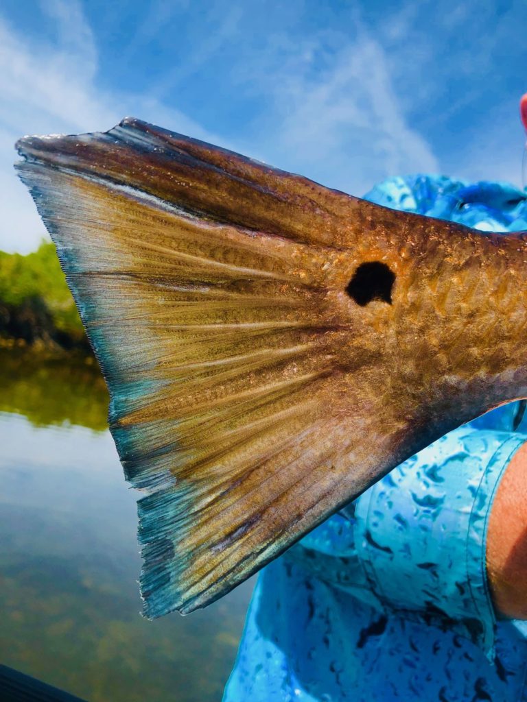Crystal River Fishing Guide | Capt. Louie Argiro