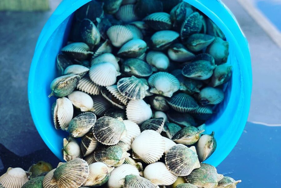 [2025] Crystal River Scalloping Charters | Starting at $400